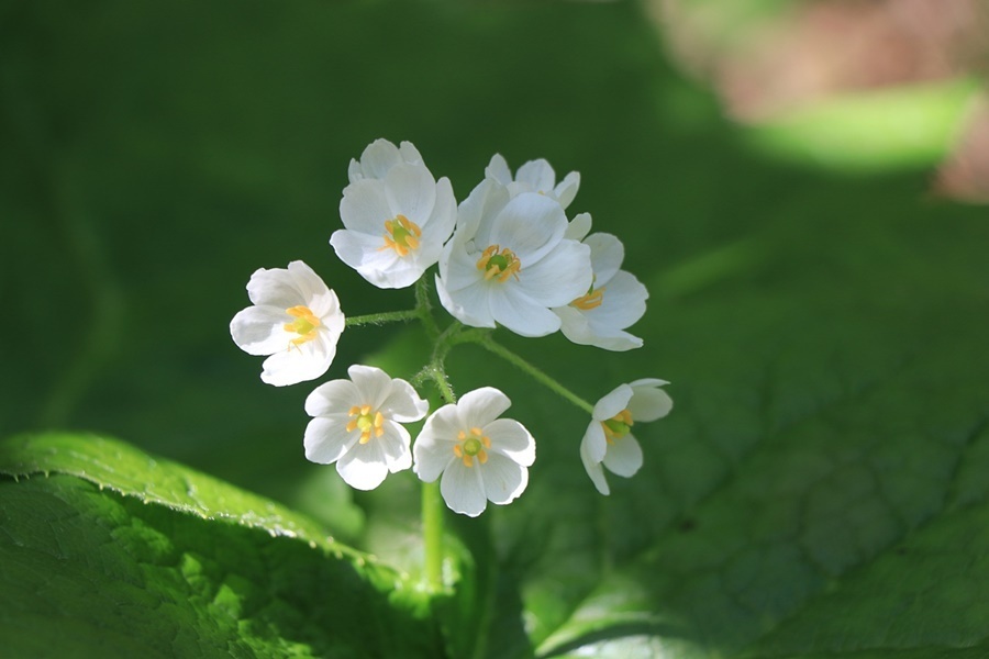 神奈山 2023.6.4: ☆山の足あと☆